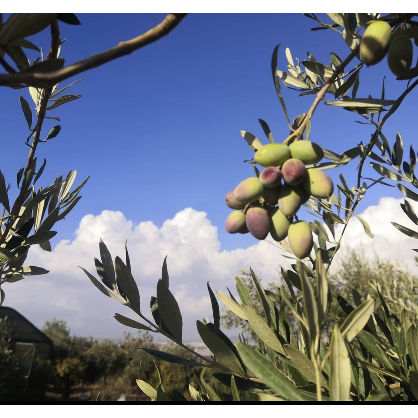 Dibeen Mountain Olive Oil 2 Liter - Dibeen Farms